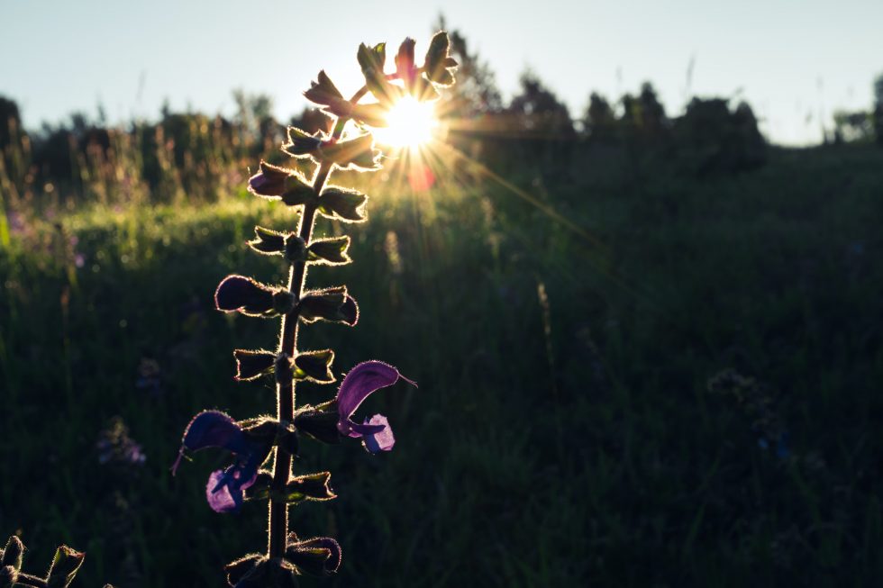Top 7 Tips for Capturing Sun Flares (Lens Flares) in Your Photos